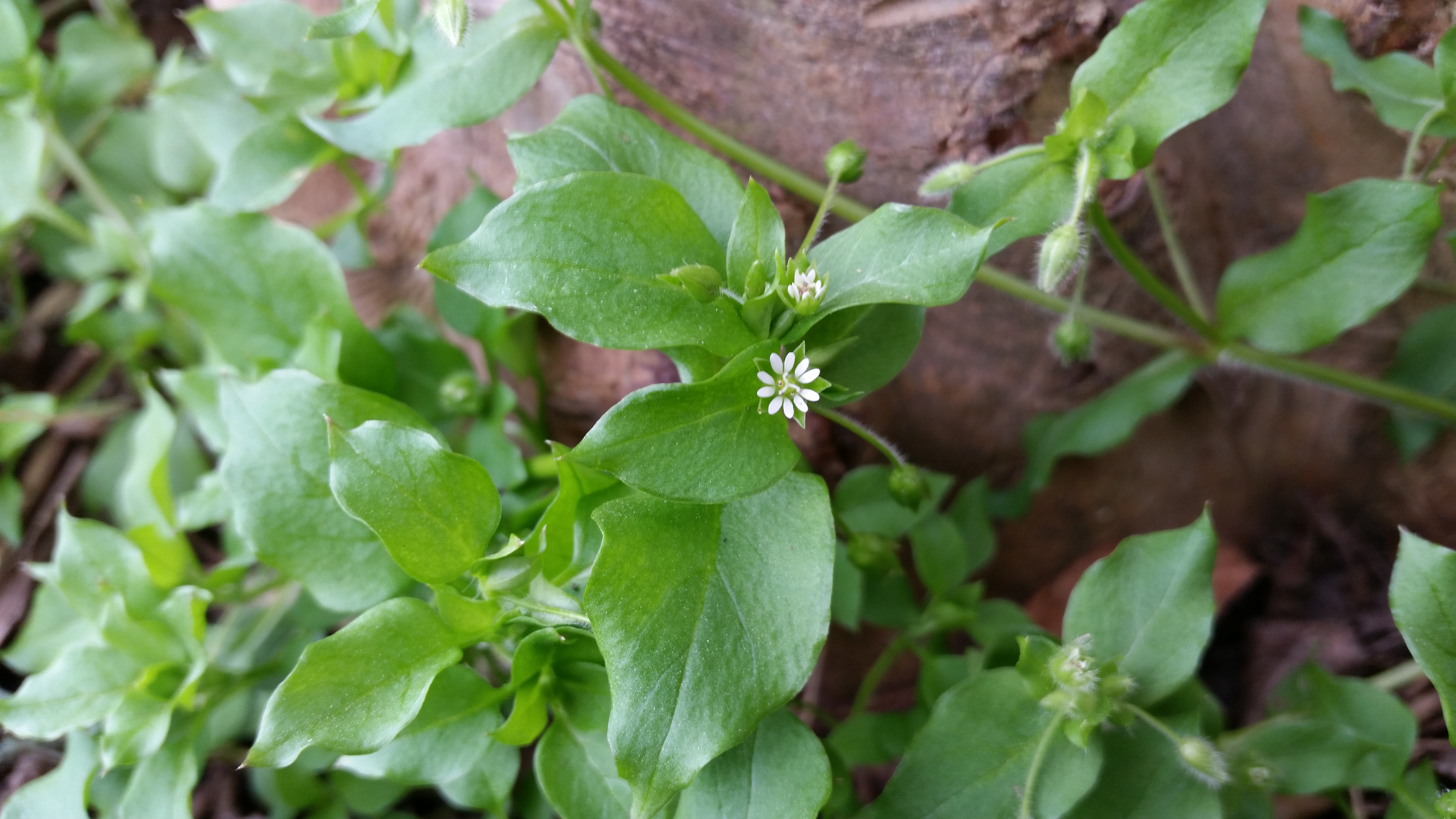 Chickweed (Stellaria media) & (Cerastium vulgatum) – Wild Edible Plants ...