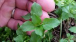 Chickweed (Stellaria media) & (Cerastium vulgatum) – Wild Edible Plants ...