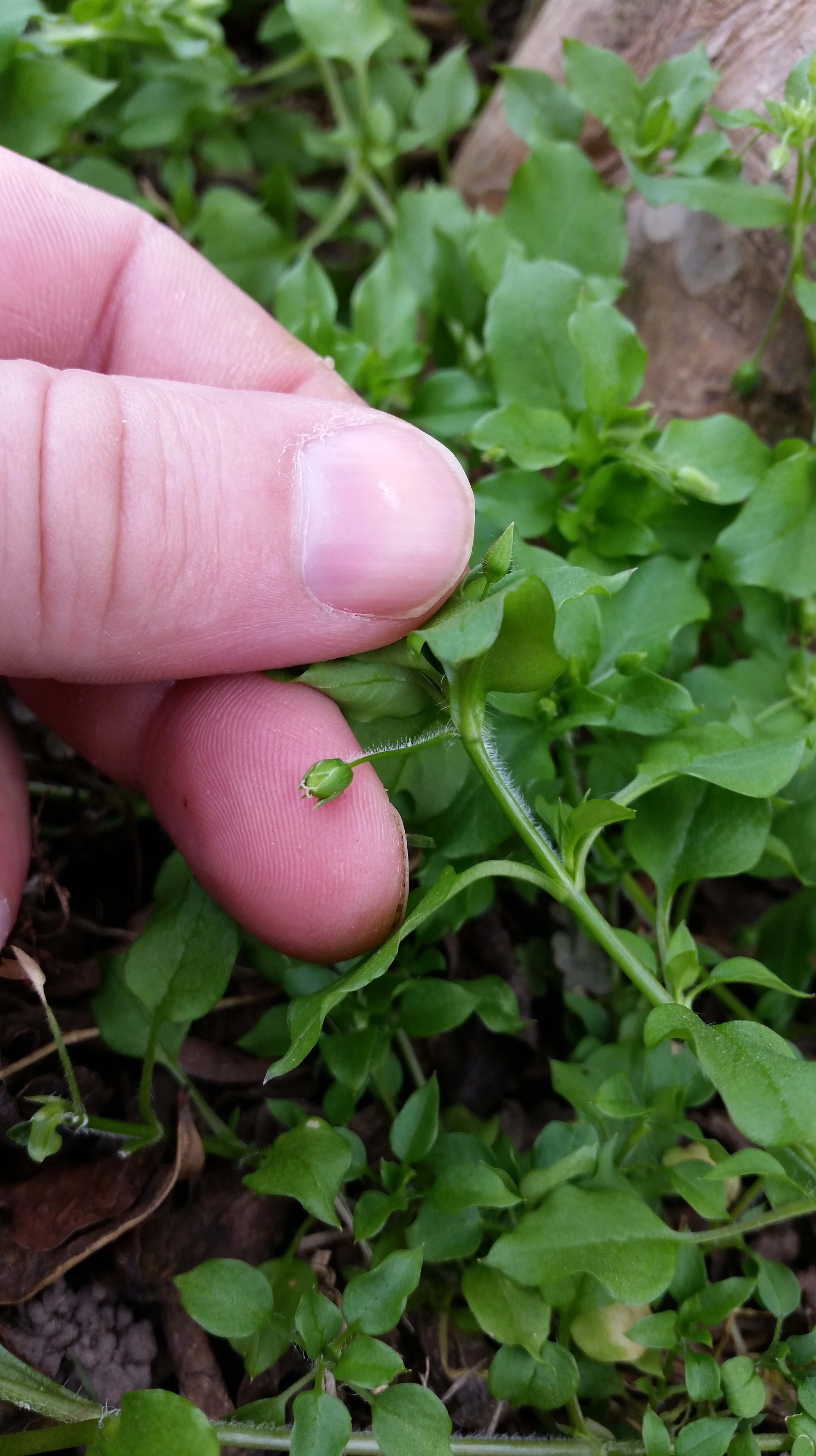 Chickweed (Stellaria media) & (Cerastium vulgatum) – Wild Edible Plants ...