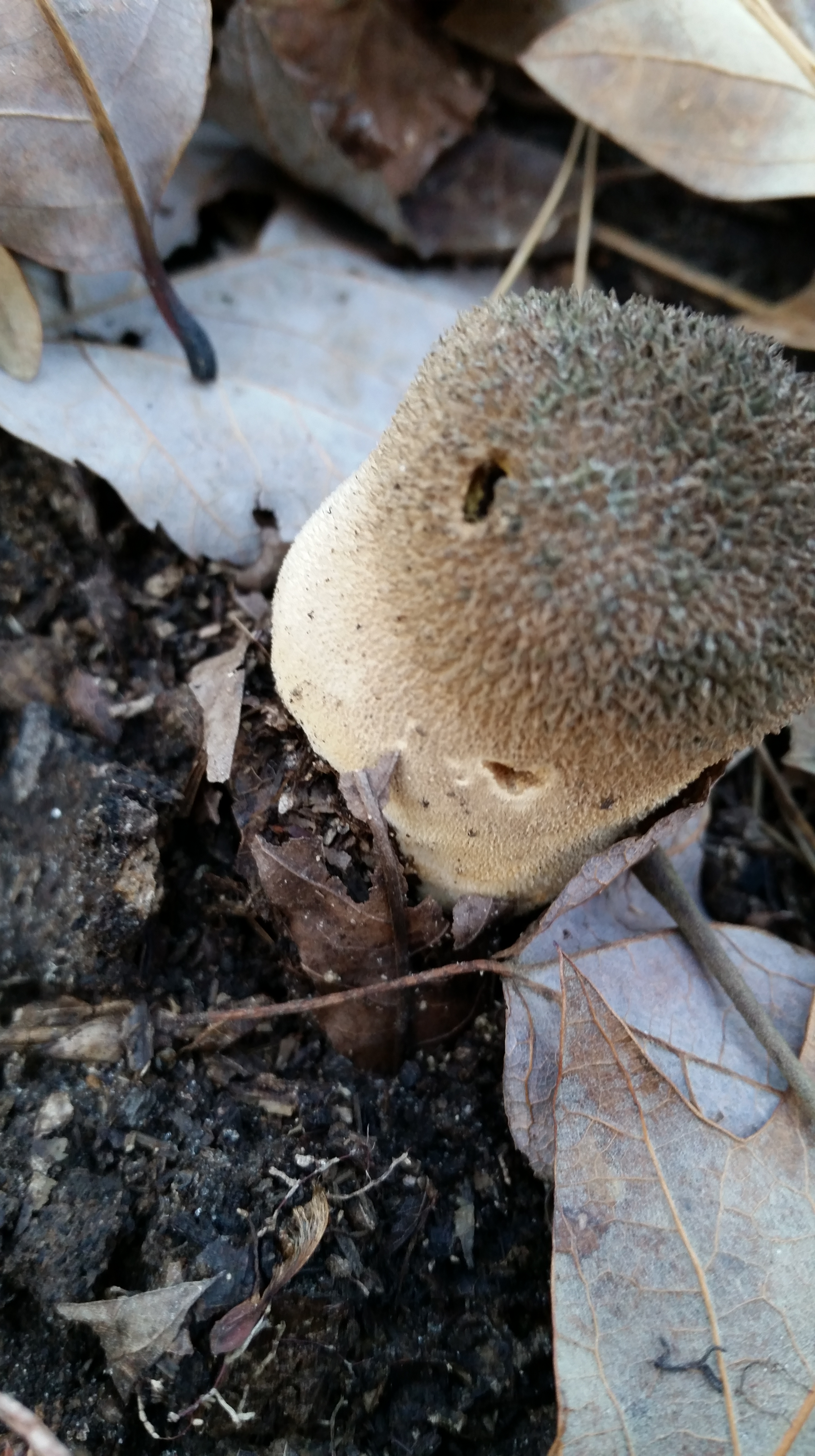 Spiny Puffball Mushroom (A Wolf Fart) – Wild Edibles – Greatoutdoordinary