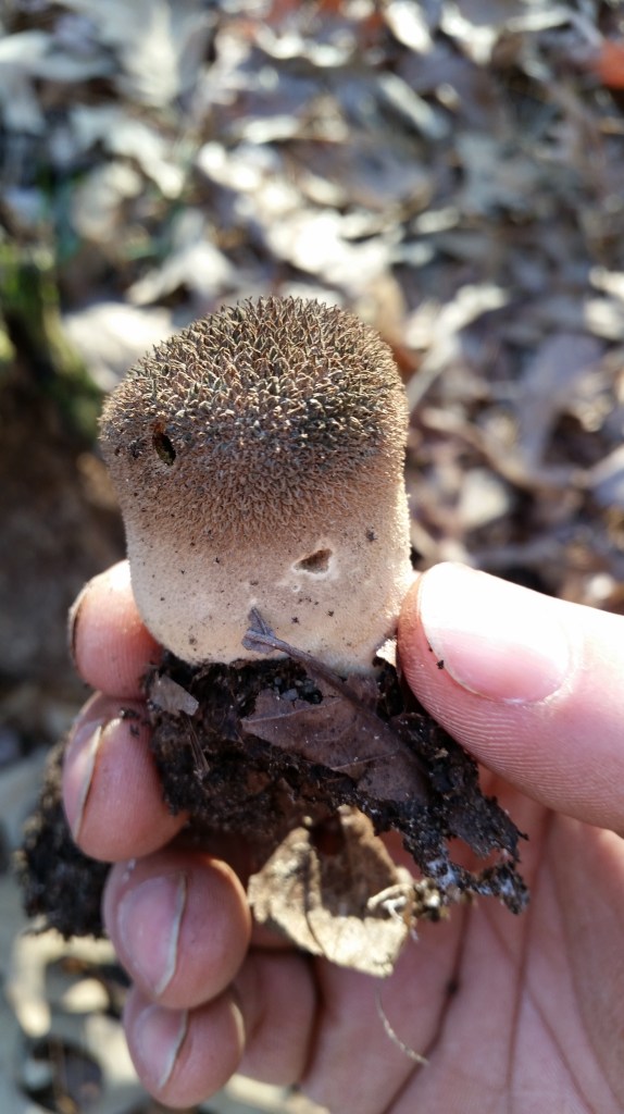 Spiny Puffball Mushroom (A Wolf Fart) – Wild Edibles – Greatoutdoordinary