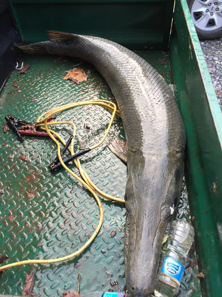 How to Clean an Alligator Gar Fish – Greatoutdoordinary