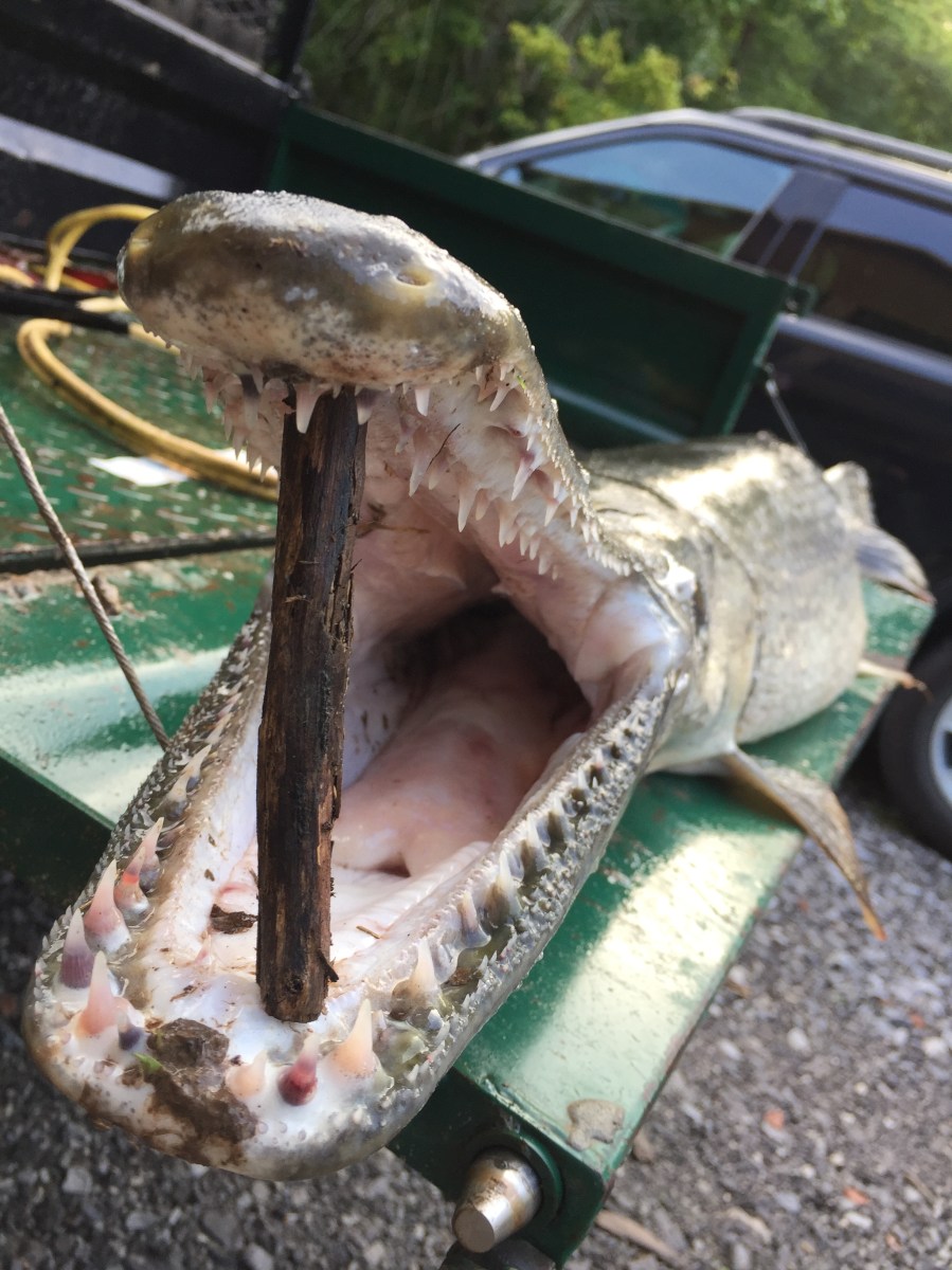 How to Clean an Alligator Gar Fish – Greatoutdoordinary
