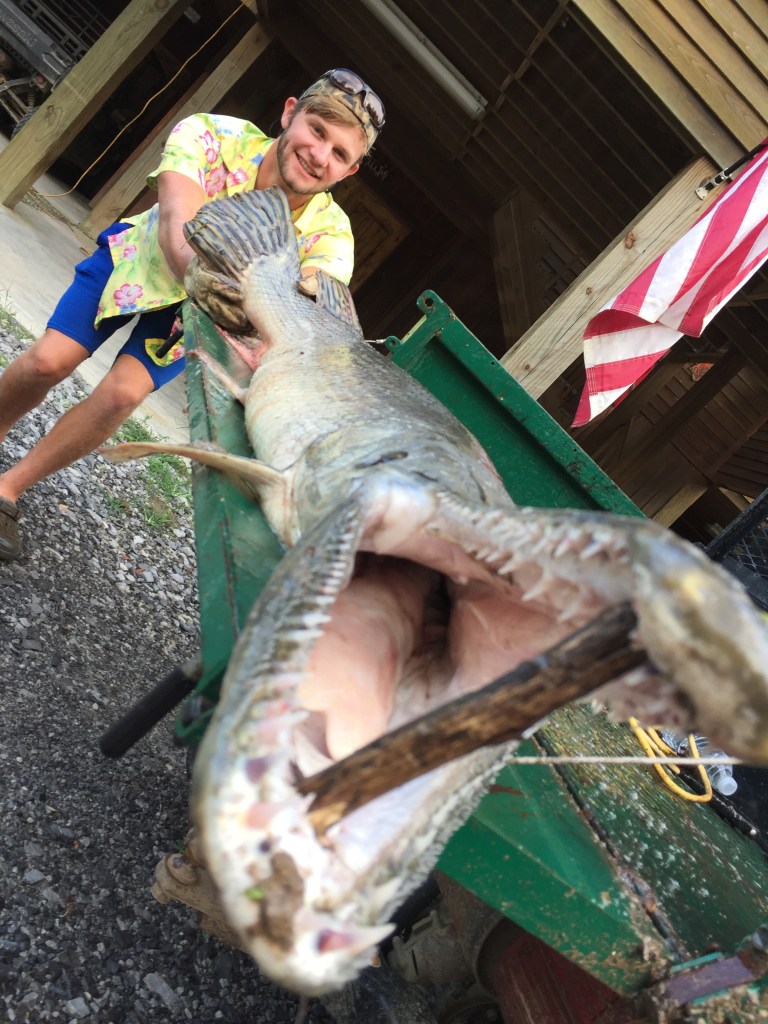 How to Clean an Alligator Gar Fish – Greatoutdoordinary