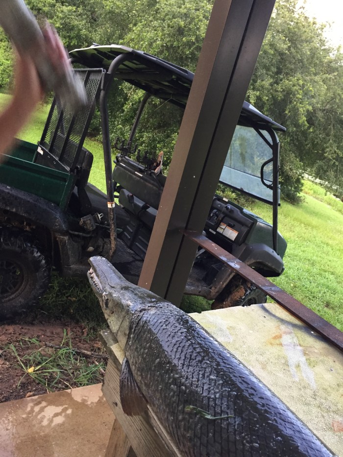 How to Clean an Alligator Gar Fish – Greatoutdoordinary