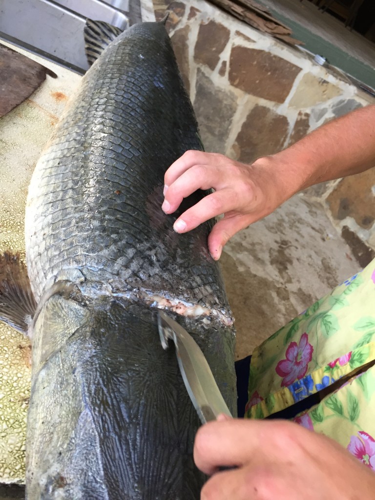 How to Clean an Alligator Gar Fish – Greatoutdoordinary