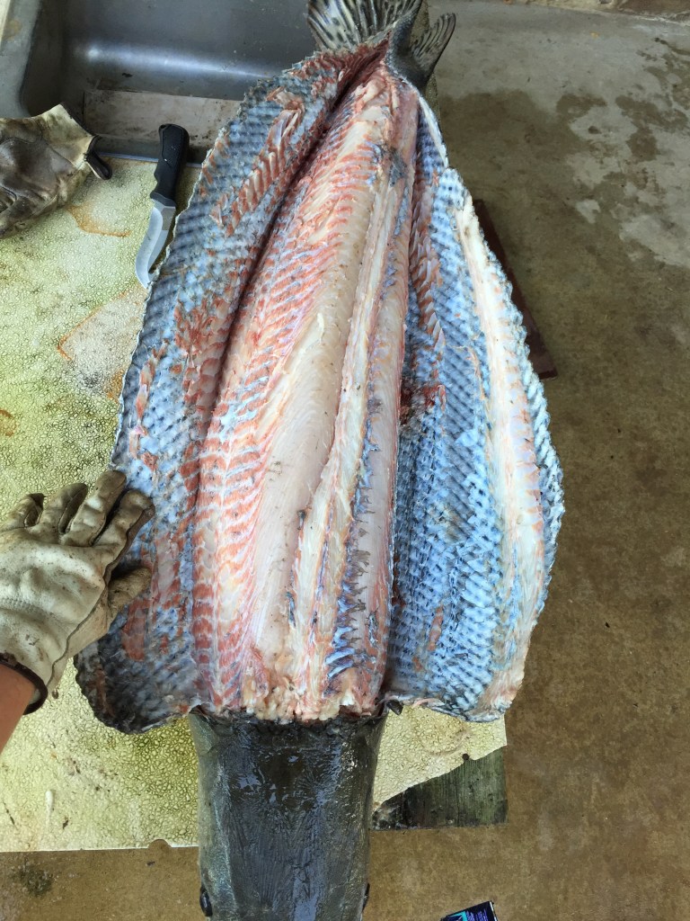 How to Clean an Alligator Gar Fish – Greatoutdoordinary