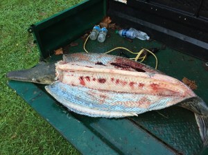 How to Clean an Alligator Gar Fish – Greatoutdoordinary
