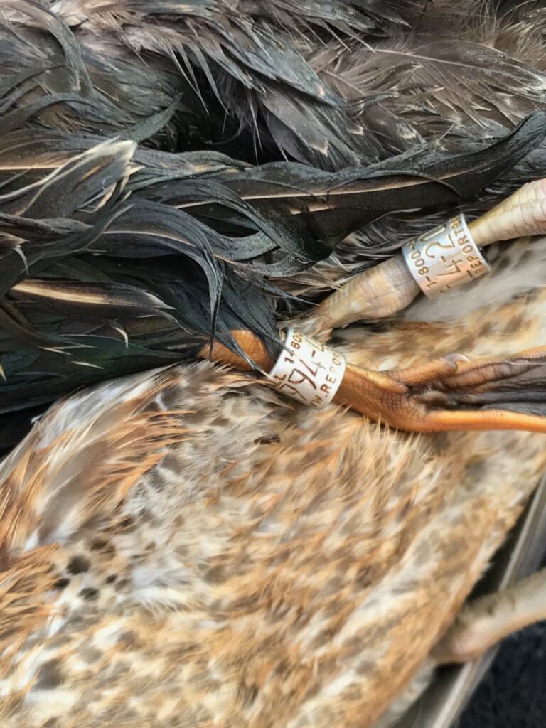 September Teal – Greatoutdoordinary