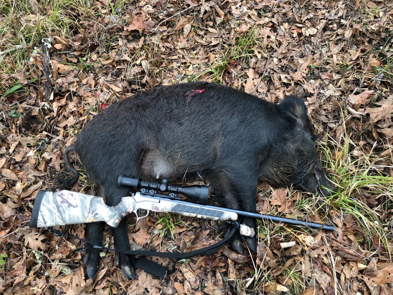 Hog Hunting – Whac-a-Mole with a .375 H&H – Greatoutdoordinary