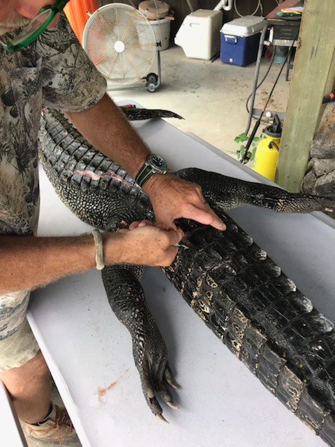 How to Skin an Alligator (for Belly Skin Leather) – Greatoutdoordinary