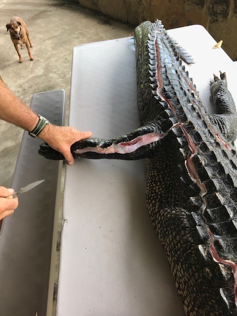 How to Skin an Alligator (for Belly Skin Leather) – Greatoutdoordinary