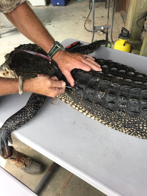 How to Skin an Alligator (for Belly Skin Leather) – Greatoutdoordinary