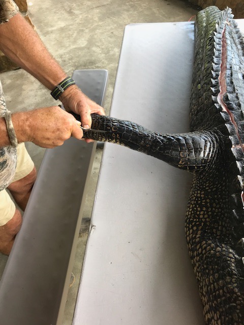 How to Skin an Alligator (for Belly Skin Leather) – Greatoutdoordinary