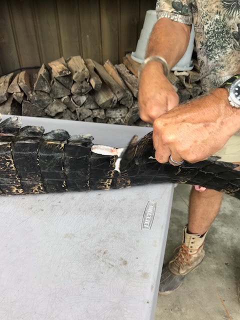How to Skin an Alligator (for Belly Skin Leather) – Greatoutdoordinary