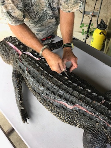 How to Skin an Alligator (for Belly Skin Leather) – Greatoutdoordinary